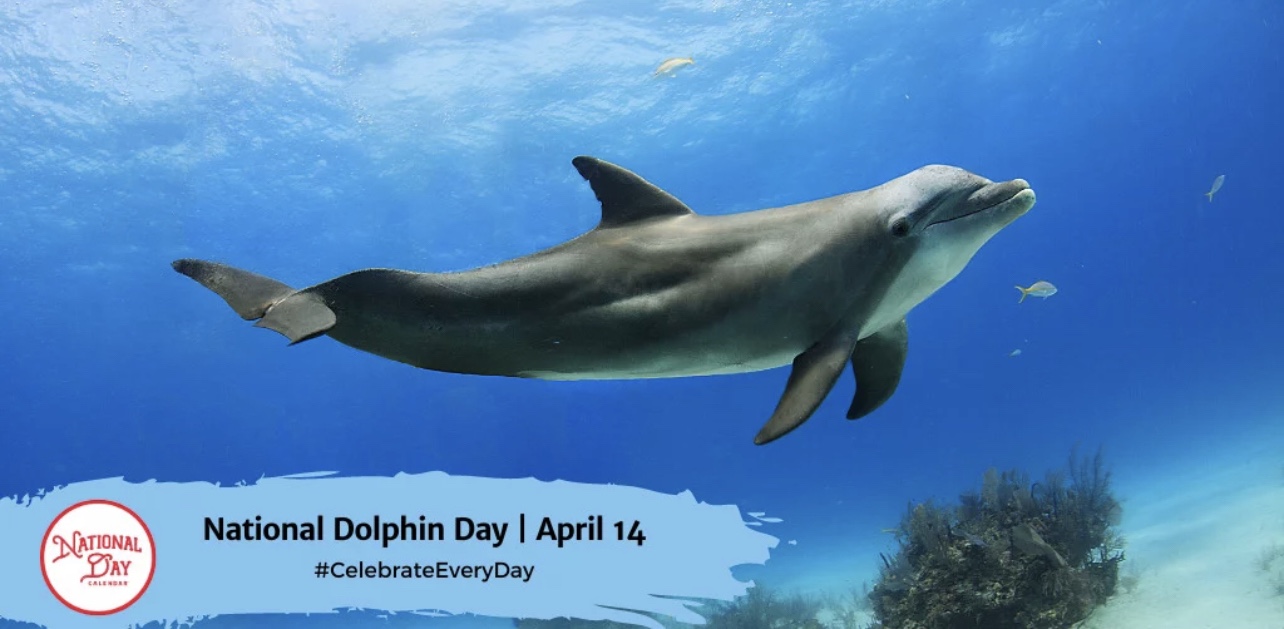 Friday Joke of the Week – National Dolphin Day – itsJamesD.com